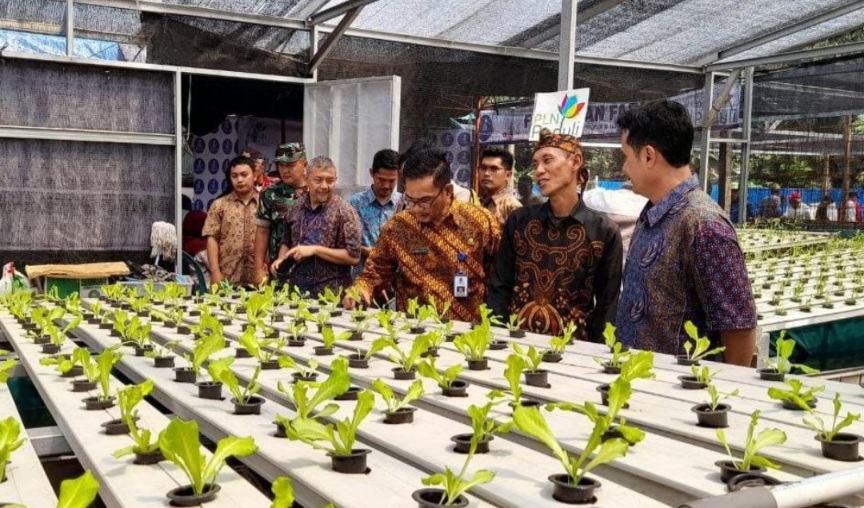 Omzet Petani Lele di Tangerang Naik 4 Kali Lipat Berkat Dukungan PLN ...